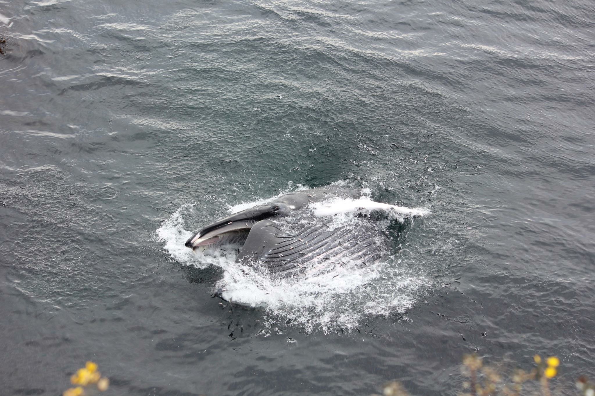 Town of Small Point, Broad Cove, Blackhead , Adam's Cove